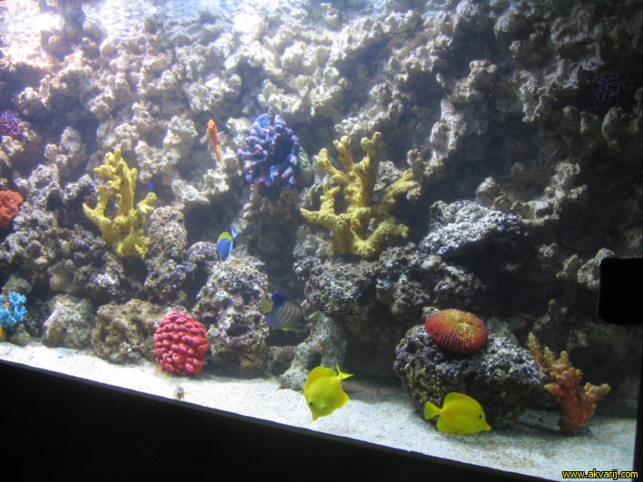 MORSKI AKVARIJ VELIKOSTI 1020L morske ribe