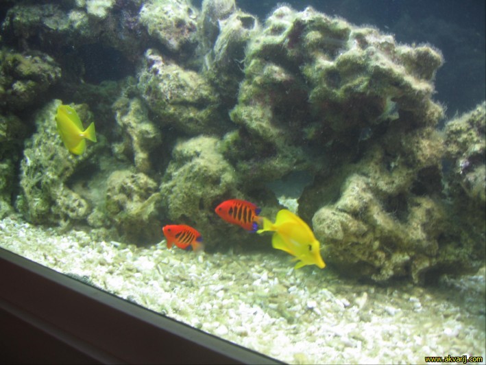 MORSKI AKVARIJ - 1346L Centropyge Loriculus Zebrasoma Flavescens