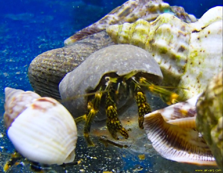 Raki, Jastogi, Kozice Calcinus sp