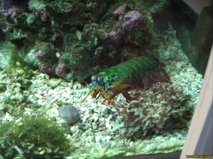 Raki, Jastogi, Kozice Odontodactylus scyllarus