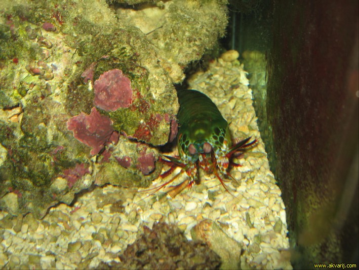 Raki, Jastogi, Kozice Odontodactylus scyllarus Mantis