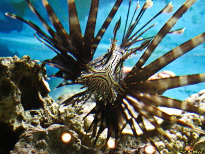 MORSKE RIBE ZA AKVARIJ MORSKA RIBA PTEROIS VOLITANS - NAVADNA PLAMENKA