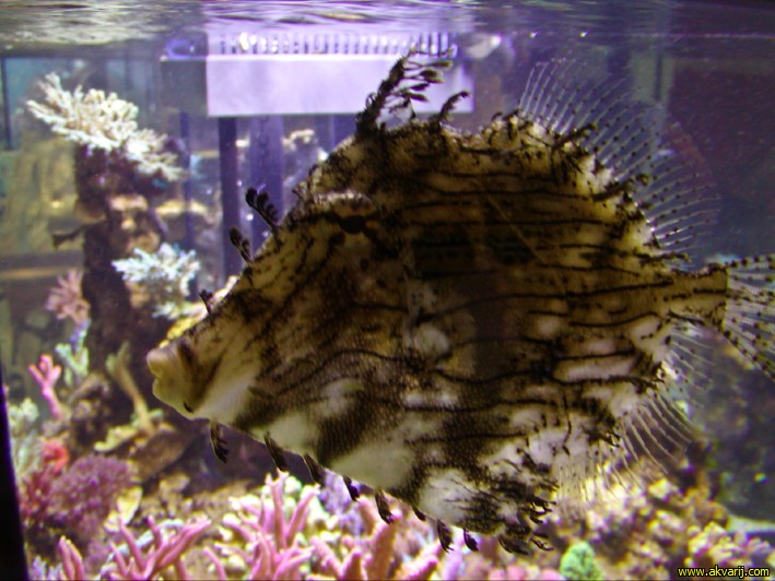 MORSKE RIBE ZA AKVARIJ MORSKA RIBA Paramonacanthus japonicus