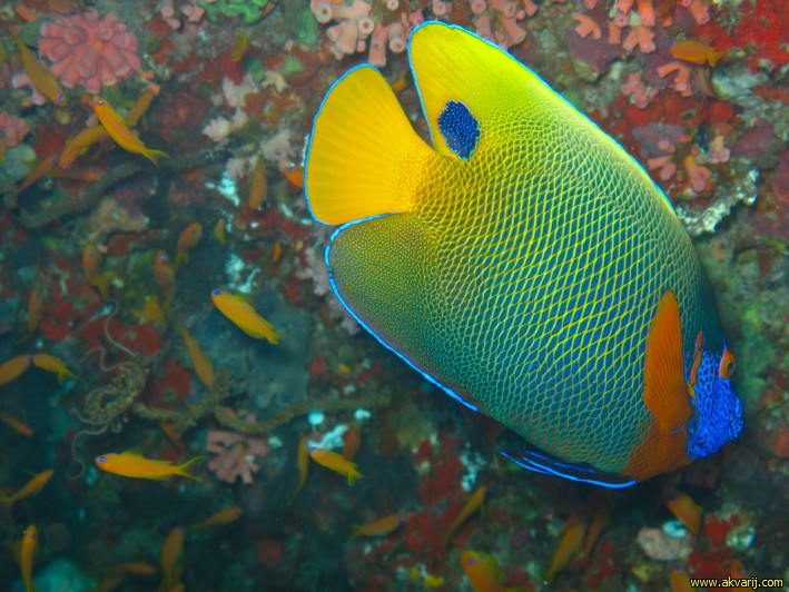 MORSKE RIBE ZA AKVARIJ MORSKA RIBA Pomacanthus