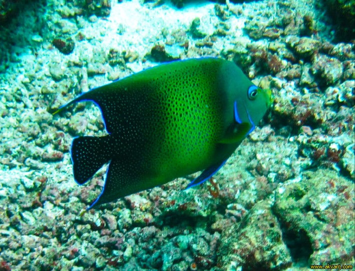 MORSKE RIBE ZA AKVARIJ MORSKA RIBA Pomacanthus Egipta