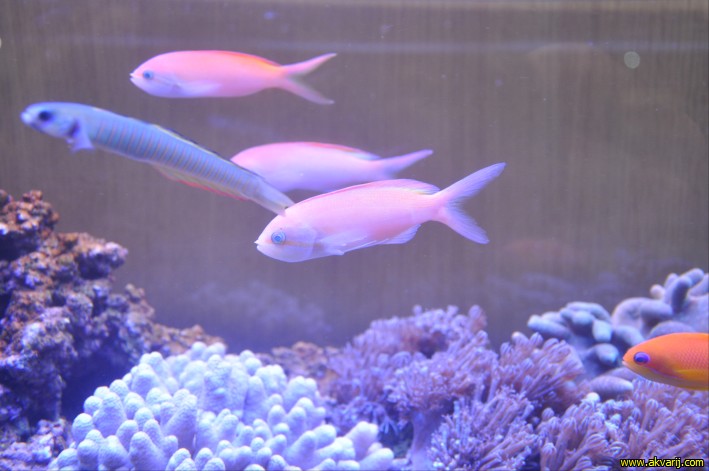 MORSKE RIBE ZA AKVARIJ MORSKA RIBA Pseudoanthias Bali