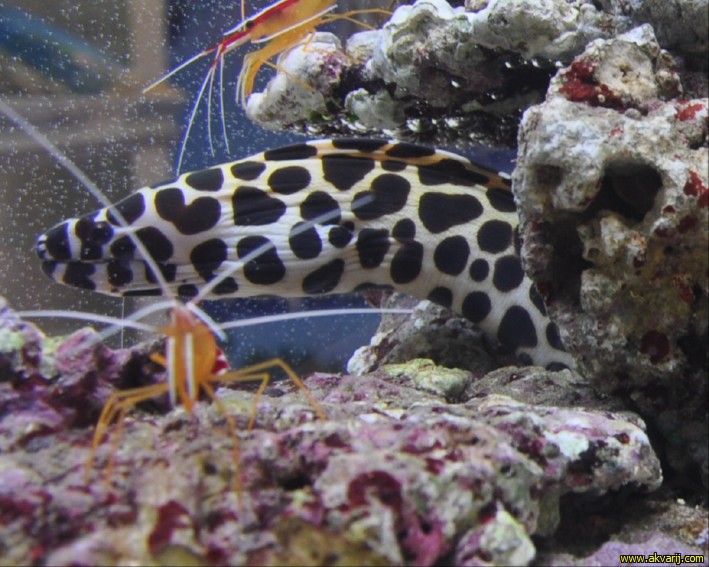 MORSKE RIBE ZA AKVARIJ MORSKA RIBA murena Thailand