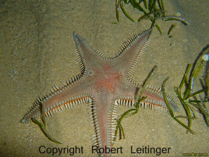 Astropecten Aurantiacus
