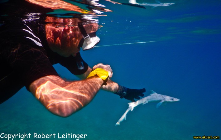 JADRAN - morski organizmi morska macka - Scyliorhinus canicula