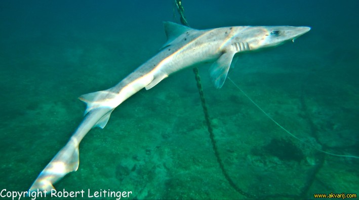 JADRAN - morski organizmi morska macka - otok Ciovo