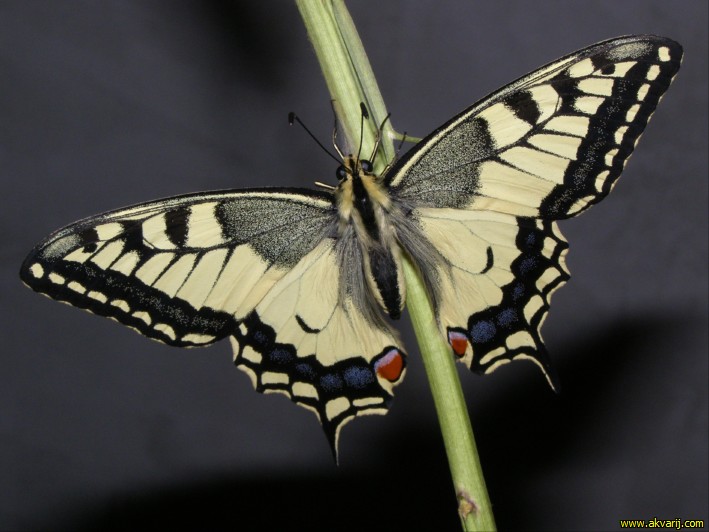 Zivali ob ribniku metulj lastovicar