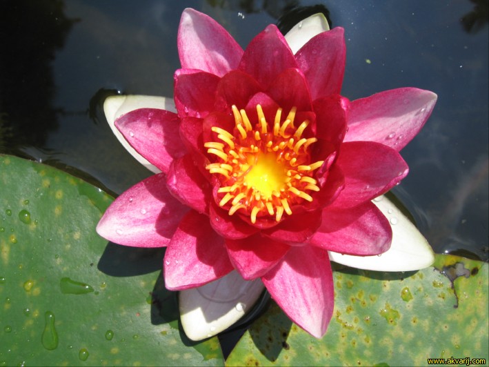 Lokvanji Nymphaea