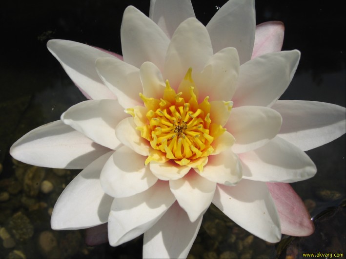 Lokvanji beli lokvanj