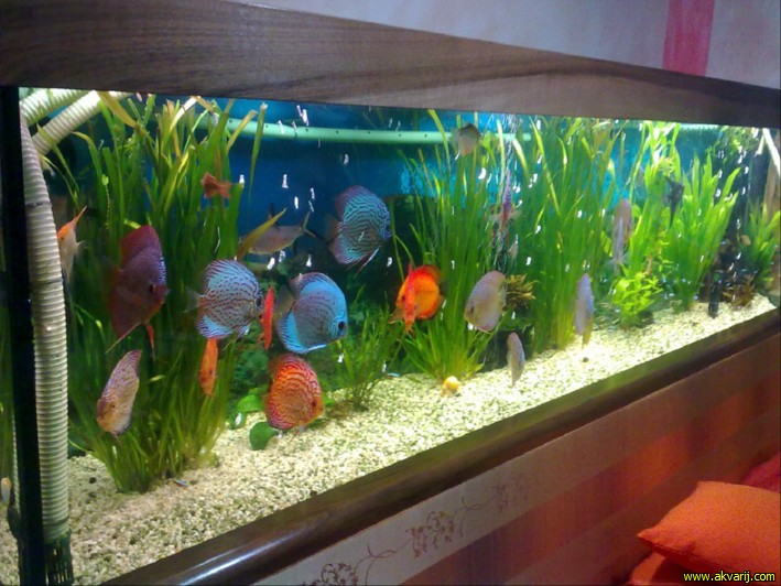 JADRAN - morski organizmi najlepse sladkovodne ribe