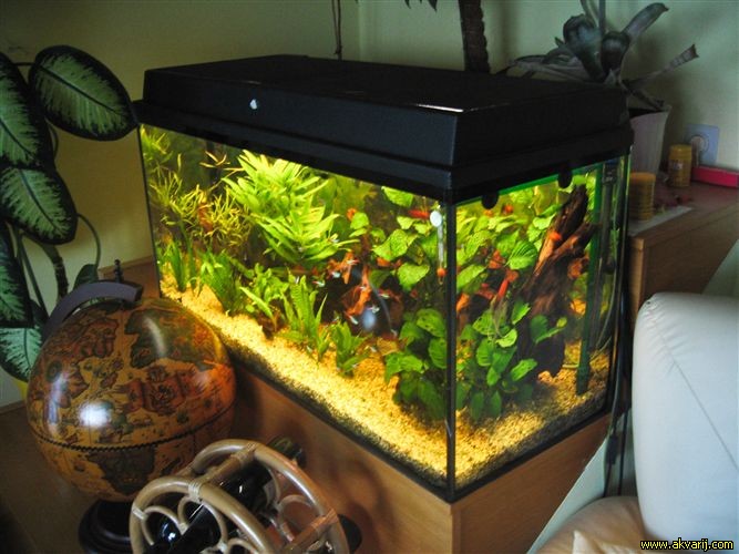 SLADKOVODEN AKVARIJ - domac prostor tropske ribe v dnevni sobi