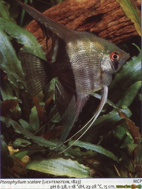 Sladkovodne akvarijske ribe SKALAR