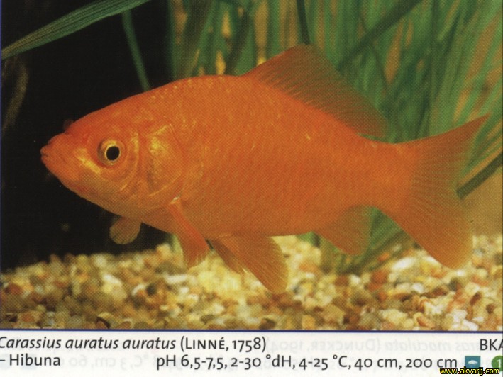 Sladkovodne akvarijske ribe ZLATA