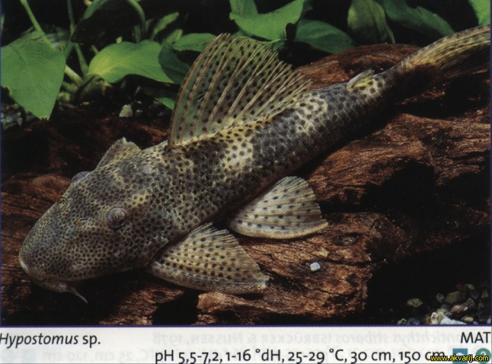 Sladkovodne akvarijske ribe hypostomus punctatus