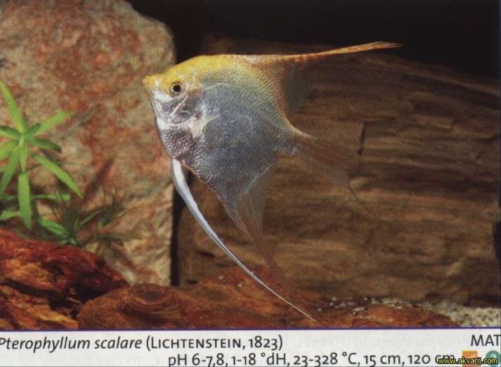 Sladkovodne akvarijske ribe skalar zlata